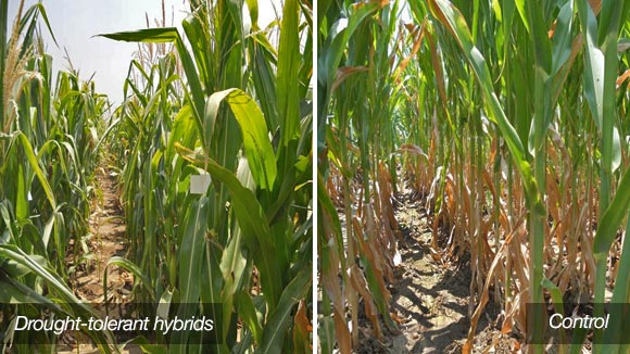 How Asia Is Gaining Ground in Drought-Tolerant Corn - AgriBusiness Global