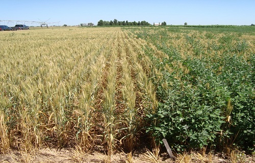 Syngenta's Talinor Herbicide Receives EPA Approval - AgriBusiness Global