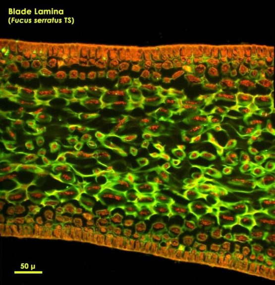 Seaweed Extracts: What Makes Them Work? - AgriBusiness Global