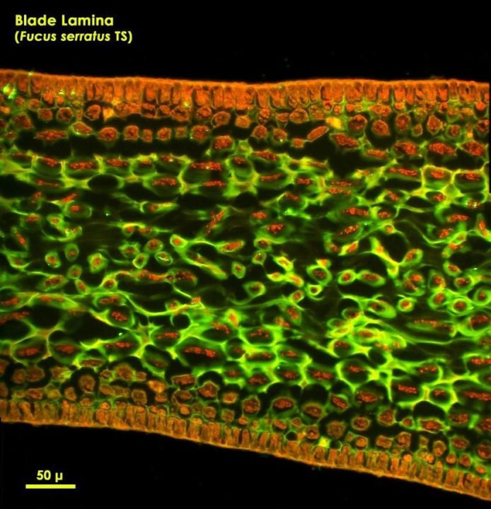 Seaweed Extracts: What Makes Them Work? - AgriBusiness Global