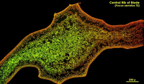 Seaweed Extracts: What Makes Them Work? - AgriBusiness Global