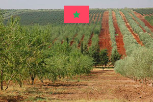 Staphyt Opens Experimental Station in Morocco - AgriBusiness Global