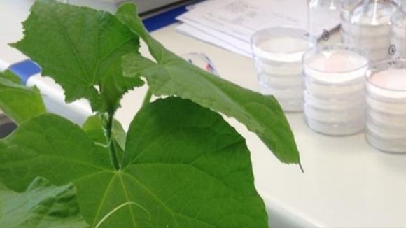 Biorational Processes in Biopesticide Discovery and Development ...