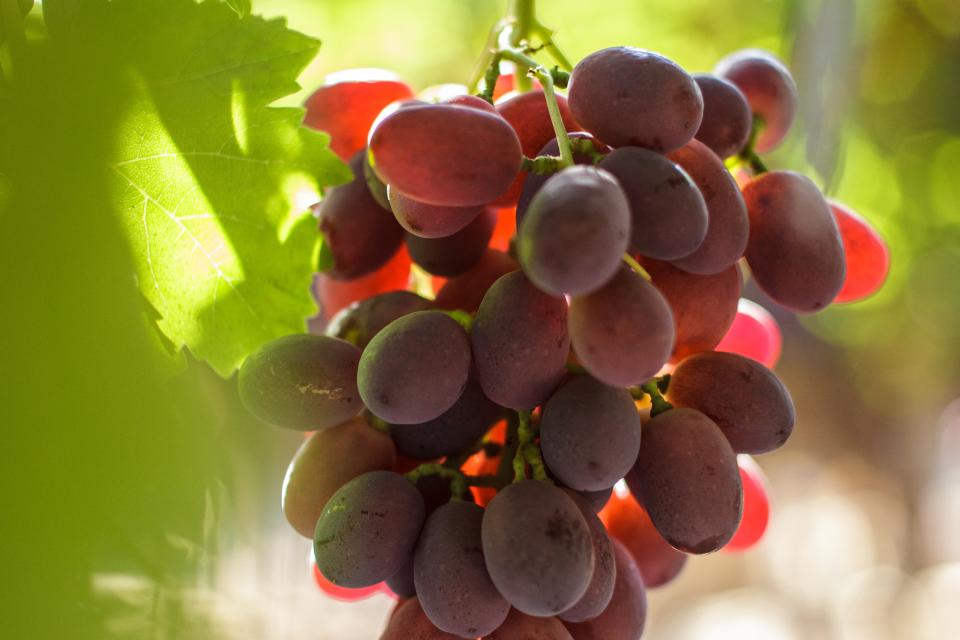 HELM Agro Fungicide Approved in California - AgriBusiness Global