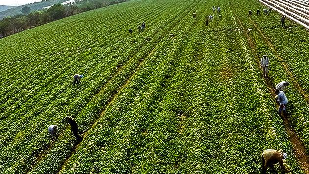 Global Crop Protection Product Trends: An Inside Look at Key Central ...