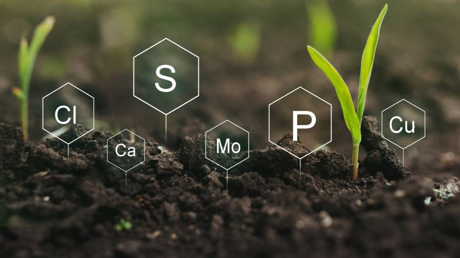 Plant Health: Why Micronutrient Adoption in Brazil Is Soaring ...