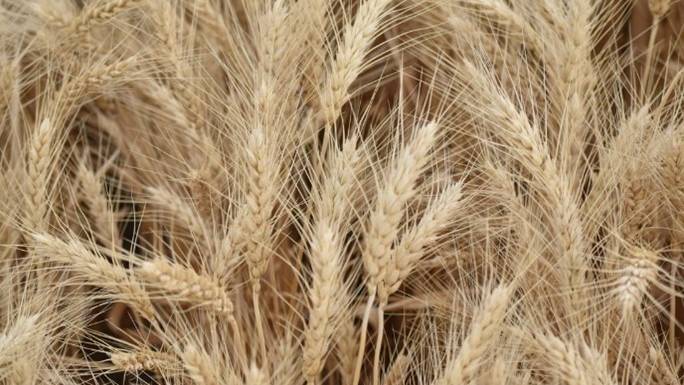 Vayantis Fungicide Seed Treatment Protects Pulse and Cereal Crops From ...