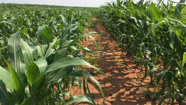 South African Company Makes 'Massive Breakthrough' in Nitrogen Fixation ...