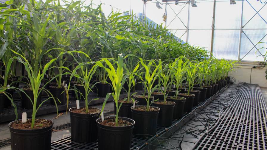 Biopesticides' Important Role in Sustainable Agriculture - AgriBusiness ...