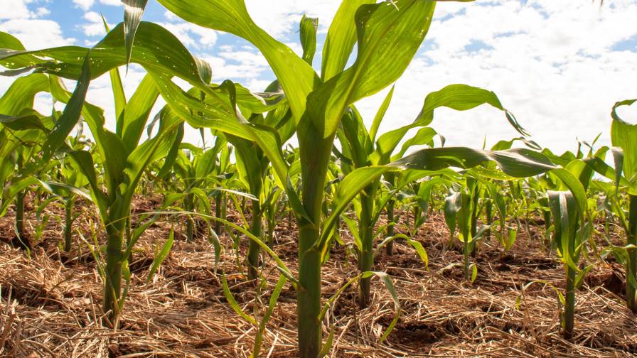 ICIG Ventures Invests in Ascribe Bio Ahead of Biofungicide Commercial ...