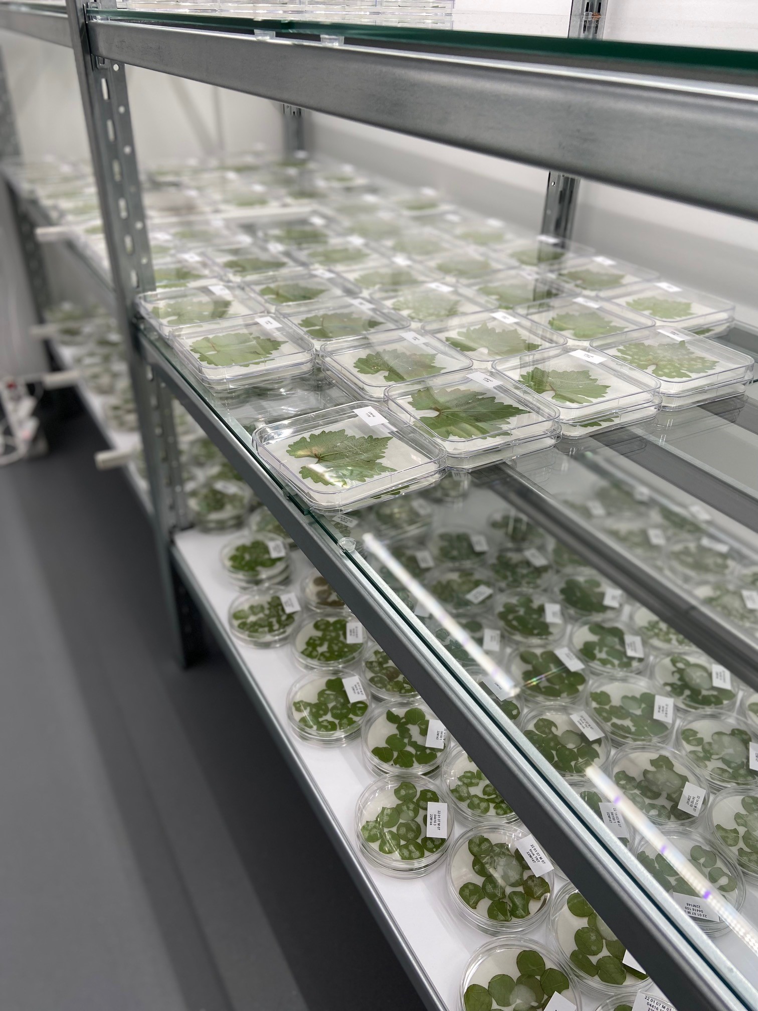 Evolution of CROs - AgriBusiness Global