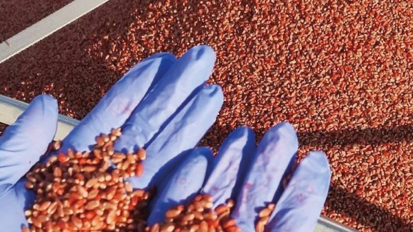 BASF Introduces Flo Rite Pro 02 Plantability Polymer - AgriBusiness Global