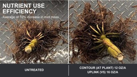 Nutrient Use Efficiency: HELM Unveils Innovative Additions to Plant ...