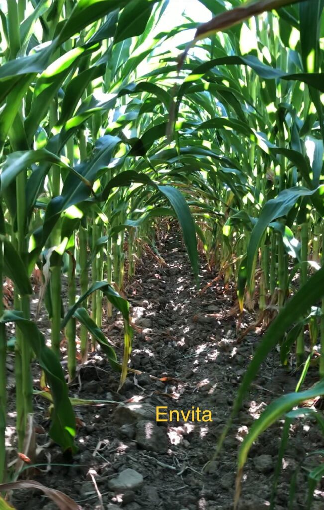 Nitrogen Fixation: Azotic Technologies’ Tom Tregunno Shares Insights on ...