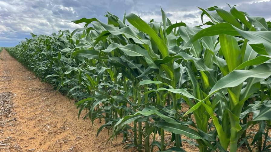 South Africa: Natural Crop Booster Sees Significant Yield Gain in Key ...