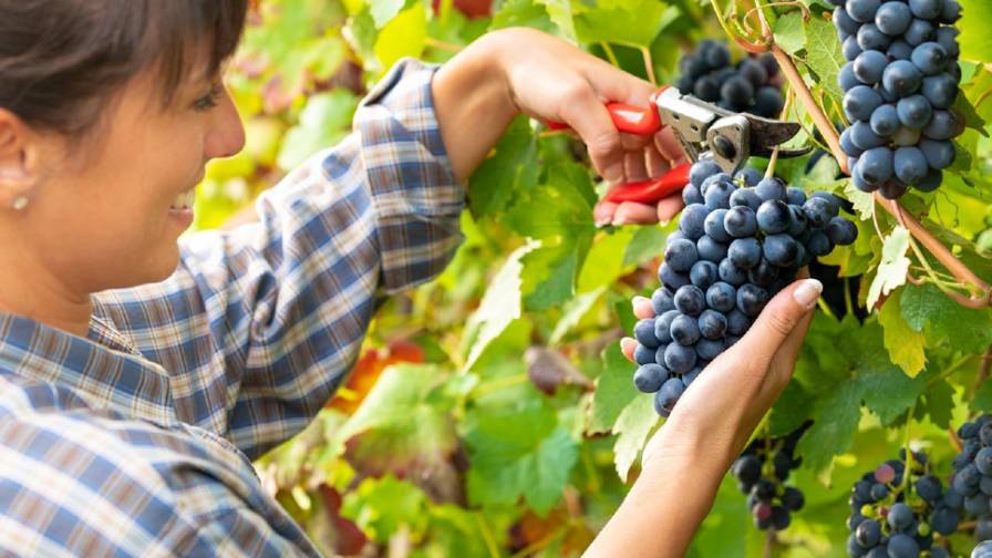 Syensqo Launches AgRHEA LifeXtend Plus to Enhance Shelf Life of ...