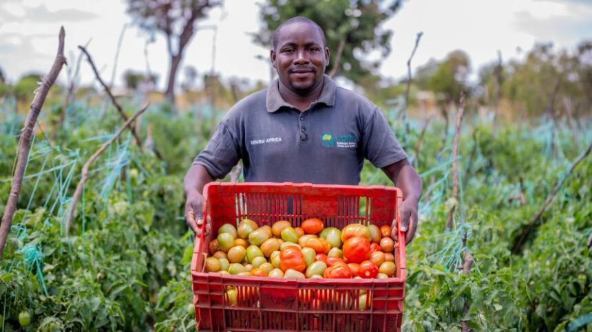 Africa: Regenerative Agriculture Yields Big Wins for Farmers and ...