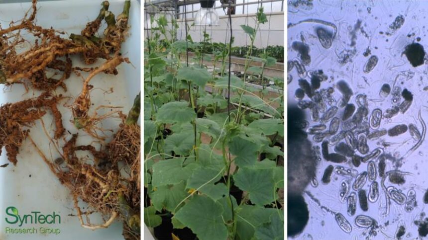 Nematodes: Pests or Protectors? Understanding Their Dual Role in Crop ...