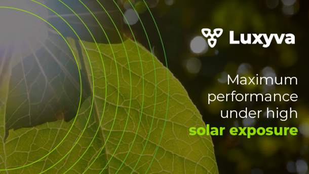 Rovensa Next Introduces LUXYVA in Mexico to Help Crops Thrive Under ...